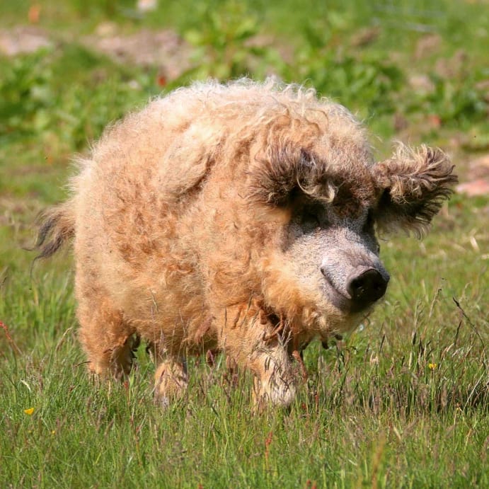 Orkney on wheels – The Gray Whale Cycle