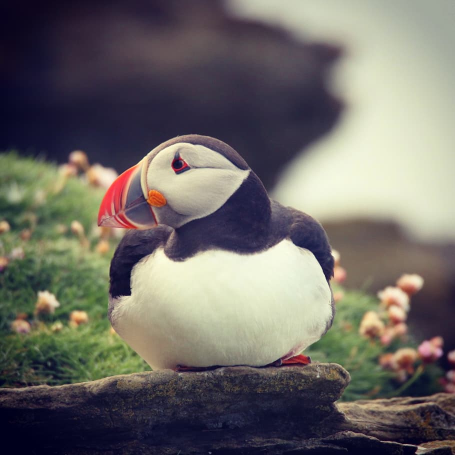 Orkney on wheels – The Gray Whale Cycle