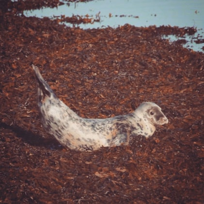 Orkney on wheels – The Gray Whale Cycle
