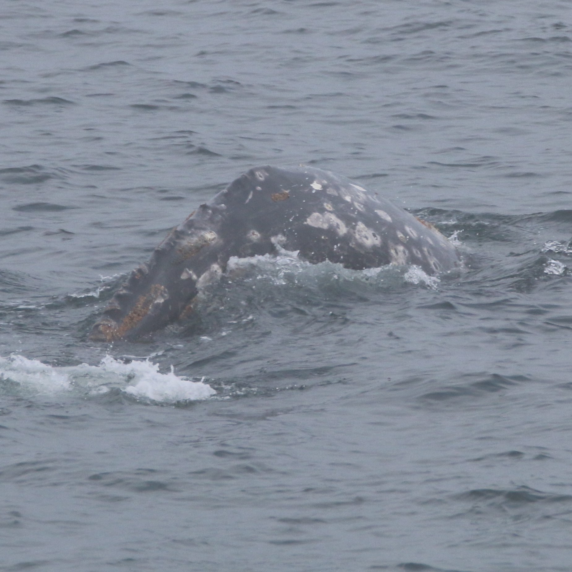 Counting whales 2. Mark-recapture methods – The Gray Whale Cycle