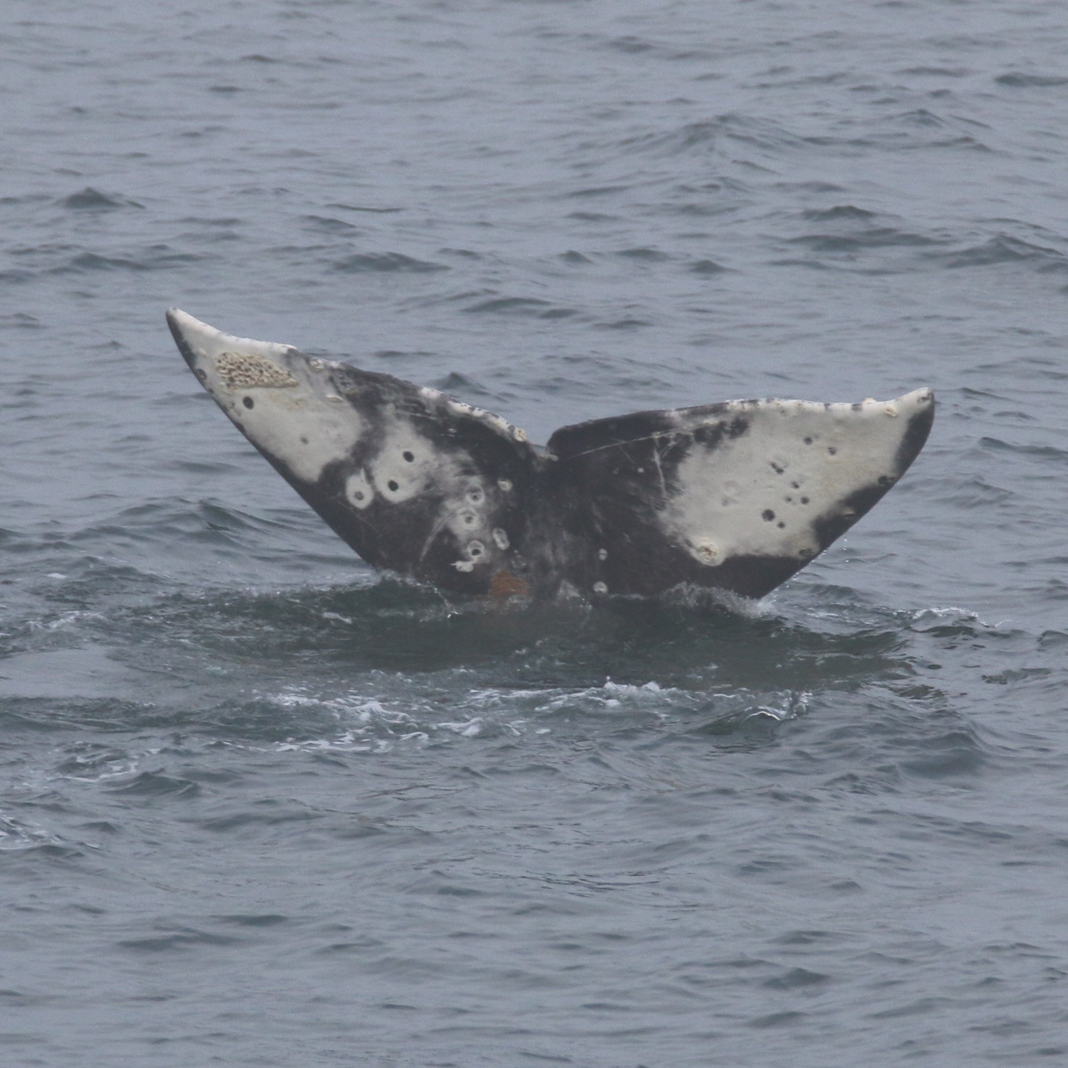 Counting whales 2. Mark-recapture methods – The Gray Whale Cycle