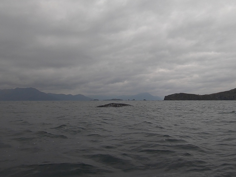Kayaking with whales – The Gray Whale Cycle