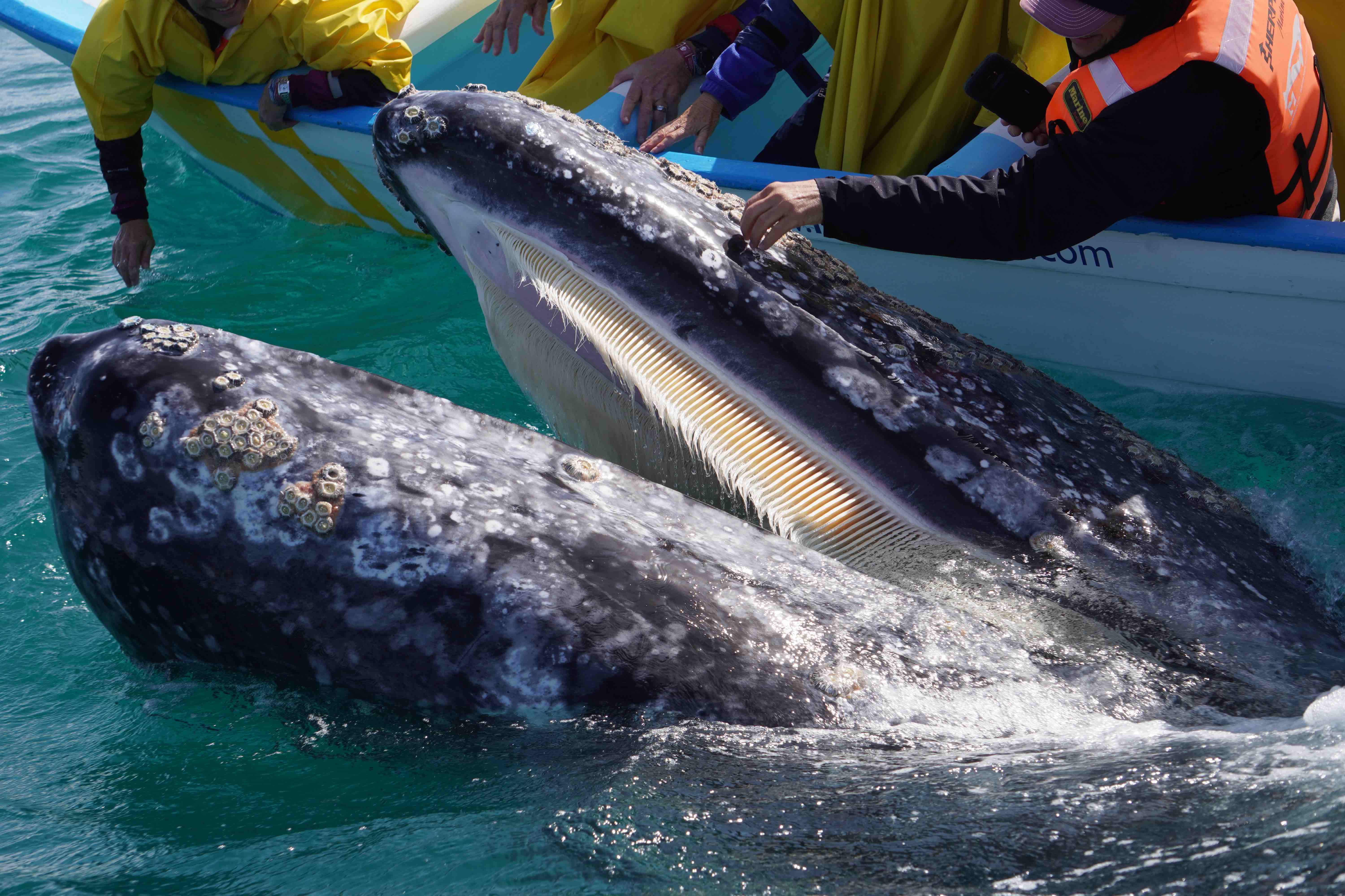 Friendly whales – The Gray Whale Cycle